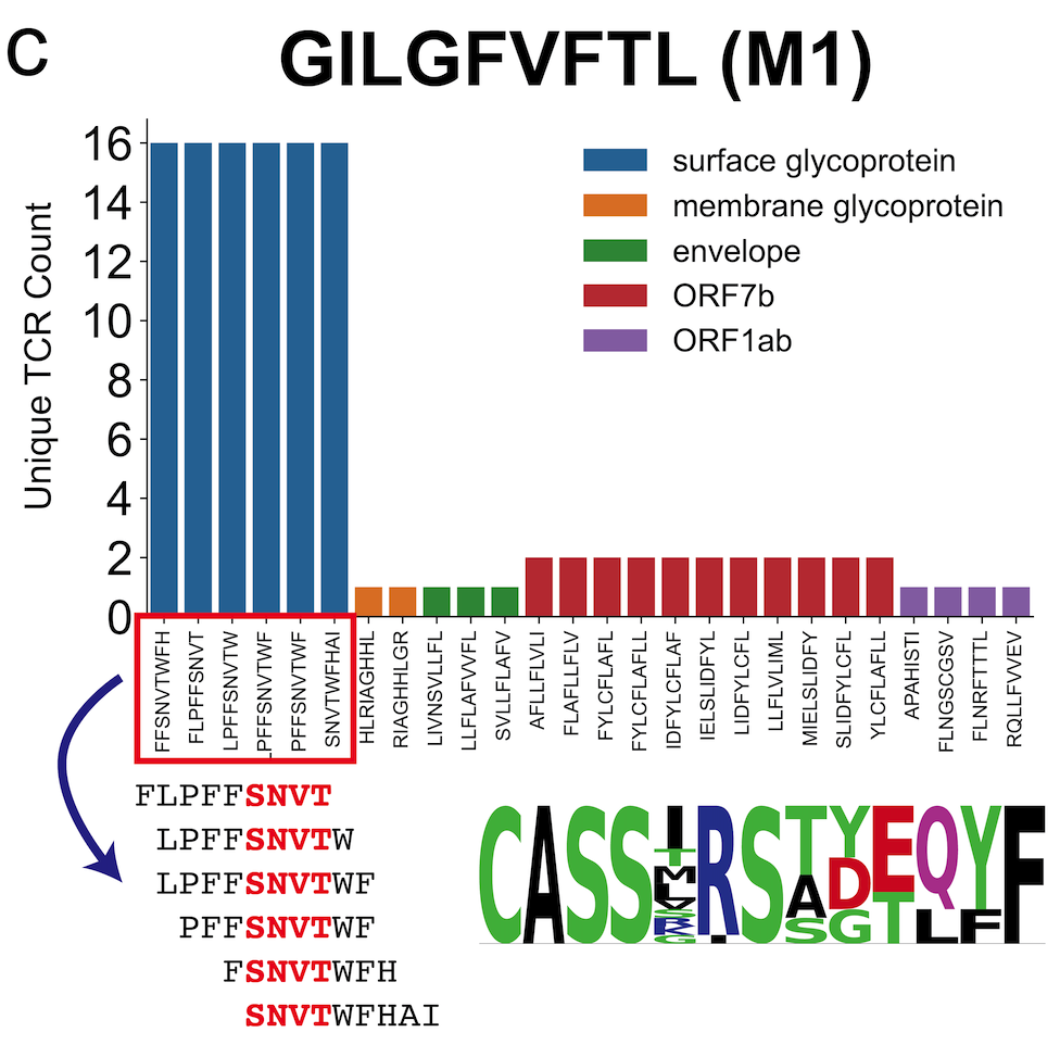 Analysis of SARS-CoV-2 specific T-cell receptors in ImmuneCode reveals ...